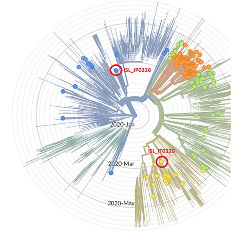Phylogenetic Tree Displaying Sequenced Sars Cov 2 Strains According To