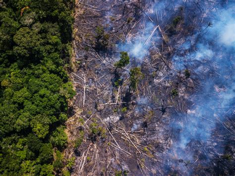Amazon Rainforest Fire Kunci Sukses