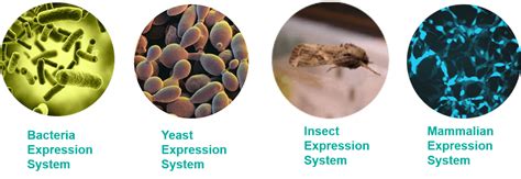 Recombinant Protein And Its Expression Systems Creative Biomart