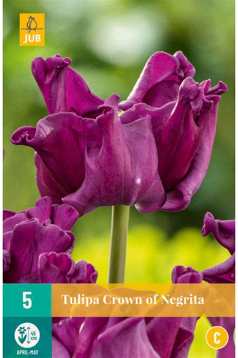 Tulp Crown Of Negrita Tulipa Les Bulbes A Fleurs