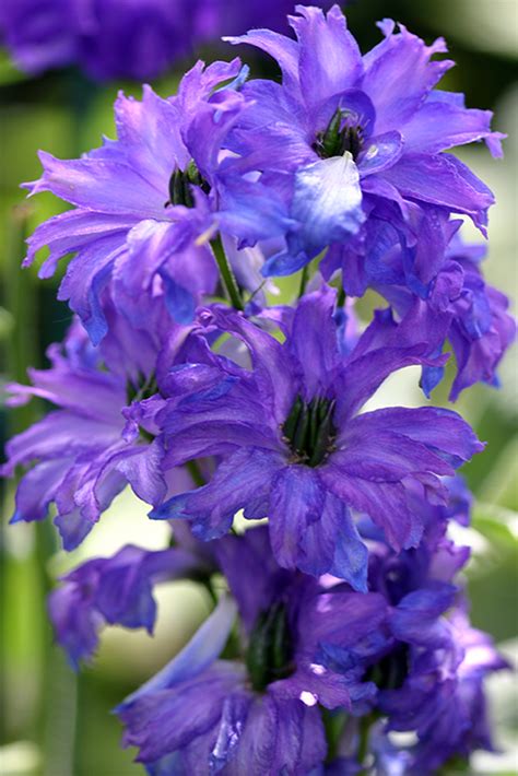 Periwinkle Delphinium Duaflower