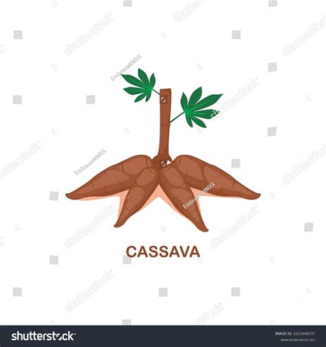 Cassava Stems Leaves Vector Illustrationissolated On Stock Vector