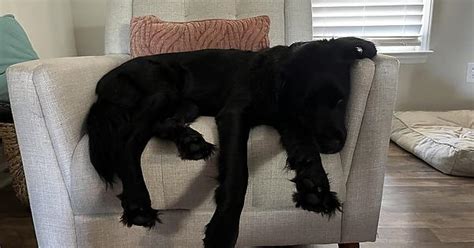 Lazy Sunday Album On Imgur
