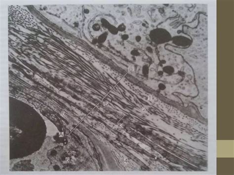 Төмсөг түүний үүсэл хөгжил макро микро бүтэц Pptx