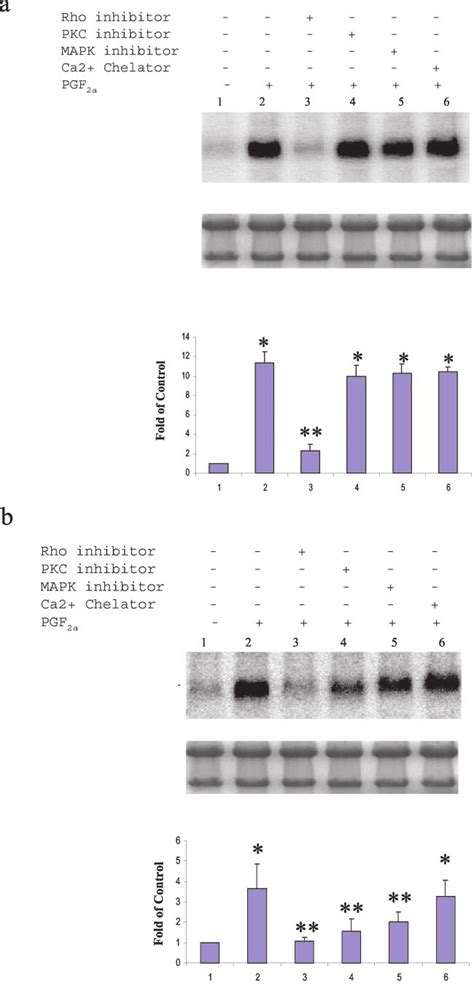 Pgf 2 Induced Up Regulation Of Cyr61 And Ctgf Mrna Expression Through