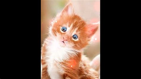 КАТЯ С ДНЁМ РОЖДЕНИЯ котики коты кошки новинка сднемрождения Youtube