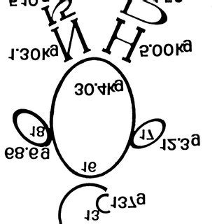 Isotope Person This Person Explain Isotope Balance Of Light Elements Download Scientific