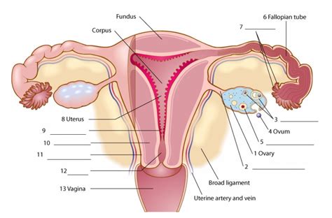 Chapter 8 Female Reproductive Organs Anterior View Diagram Quizlet