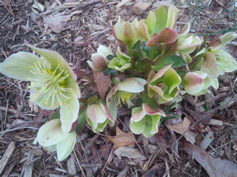 Hellebore Haze The Gardeners Apprentice