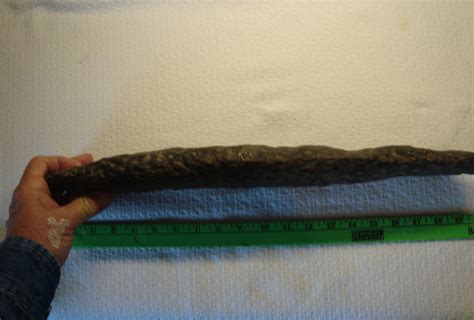 Rare 19 Fossil Stigmaria Root 3d Preserved Museum Centerpiece Display