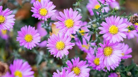 Aster Varieties 25 Types Of Aster Flowers For Your Garden