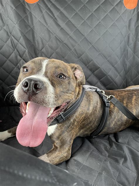 Brindle Pitbull Discover 11 Rare And Unique Pitbull Colors A Z