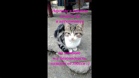 СПАСЕНИЕ КОТЕНКА, КОТОРОГО ХОТЕЛИ НАСИЛОВАТЬ ВЗРОСЛЫЕ КОТЫ! - YouTube