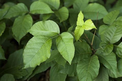 Poison Oak Genital Area