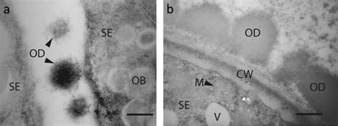 Tem Of Germinating Oat Grains At 4 Dai A The Oil Bodies Ob Inside