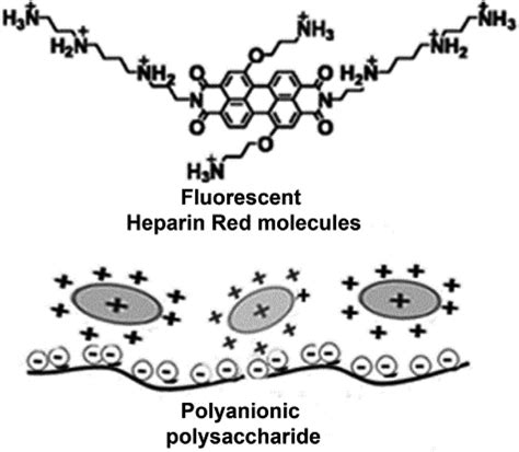 Molecular Structure Of The Polycationic Fluorescent Probe Heparin Red Download Scientific