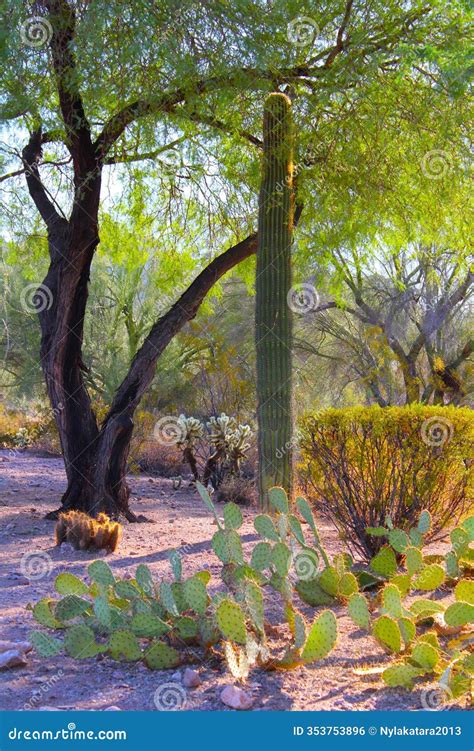 Carnega Gigantea Also Known As Saguaro Cactus Located In Sonoran