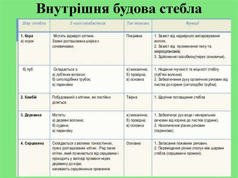 Вегетативні органи рослин корінь пагін презентация онлайн