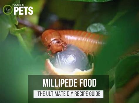 oxidus gracilis greenhouse millipede complete care guide