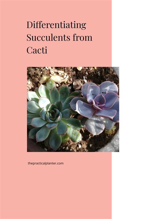 Decoding The Green Puzzle The Real Differences Between Cacti And
