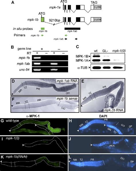 Mpk 1 Expression In The C Elegans Germline A Schematics Of Mpk 1a