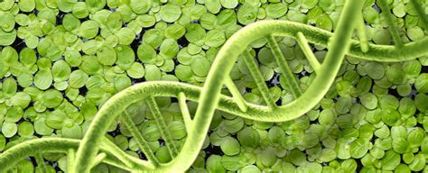 Dna Barcoding Applied To Botanical Identification