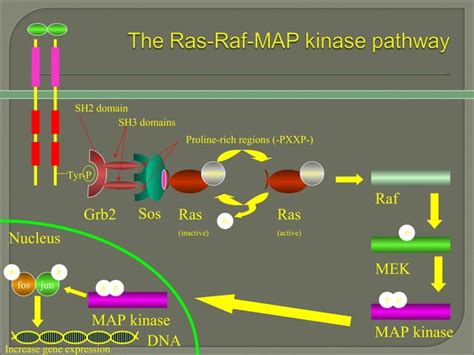 Receptor Tyrosine Kinasesppt