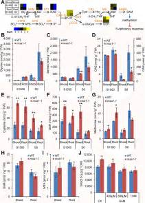 Metabolites Quantification And Supplementation A Schematic