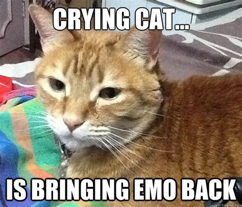 Crying Cat Didnt Receive An Oscar For Her Drama Crying Cat Quickmeme