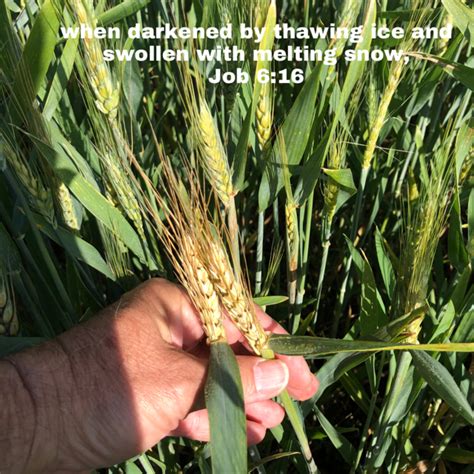 Freeze Damage In Wheat Seminole Crop E News