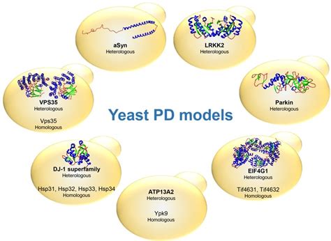 From The Baker To The Bedside Yeast Models Of Parkinsons Disease Pmc