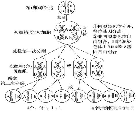 高中生物：自由组合定律 知乎