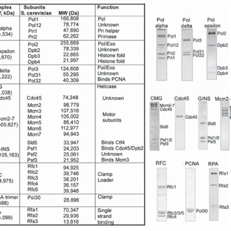 Replication Fork Proteins Of Saccharomyces Cerevisiae The Table To The