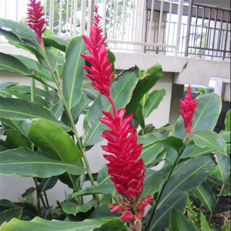 Red Ginger Project Noah