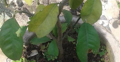 Using Green Tea Residue As Manure For Best Result Album On Imgur