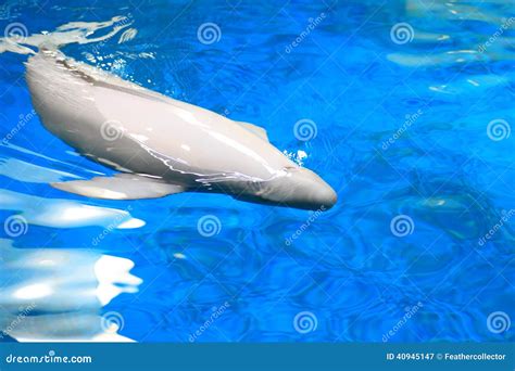 Finless Tumlare Fotografering För Bildbyråer Bild Av Angus 40945147