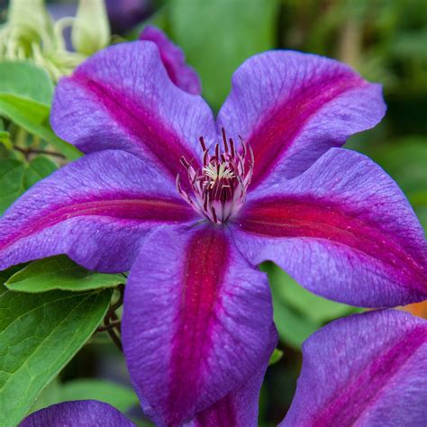 Clematis Planting And Growing Guide Easy To Grow Easy To Grow Bulbs