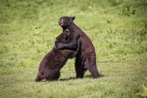 Watch The Bear Cubs Take Their First Steps In The Road Safari Woburn