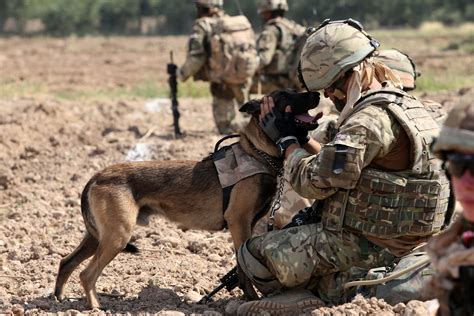 100 Military Dog Wallpapers