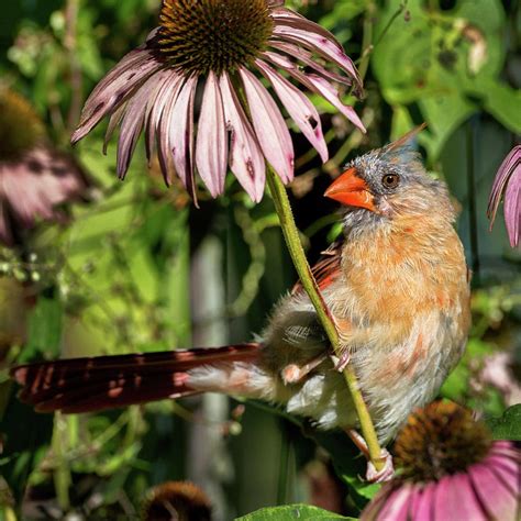 Fledgling Northern Cardinal Square Photograph By Bill Wakeley Fine