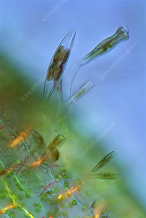 Diatoms Light Micrograph Stock Image C0153408 Science Photo Library
