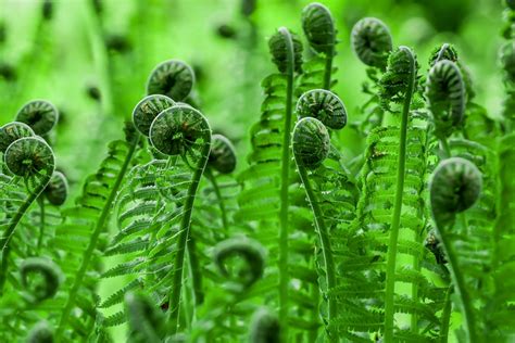 How To Grow Care For Fiddlehead Ferns Ostrich Fern