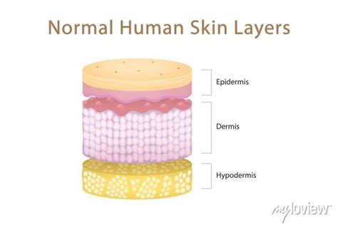 Normal Human Skin Split Layers Cylinder • Wall Stickers Adipose