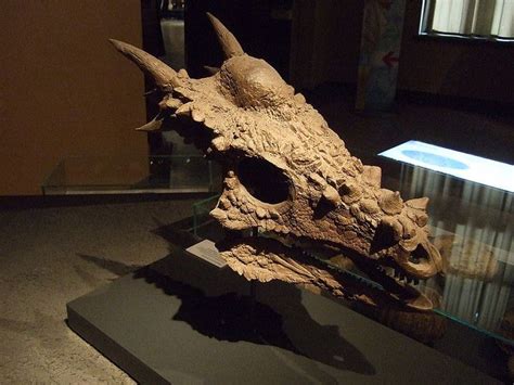 Real Dragon Fossil