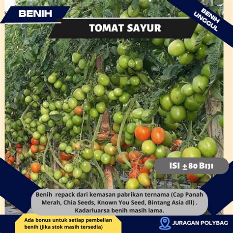 Jual 80 Biji Benih Tomat Sayur Unggulan Bibit Tomat Shopee Indonesia