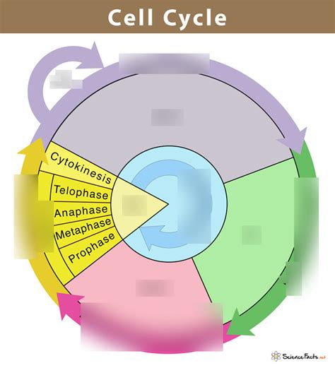 Unit 1 Diagram Quizlet