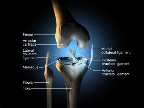 Knee Joint Menisci And Ligaments Medically 3d Illustration Stock