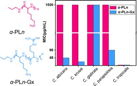 Guanylation Significantly Enhances The Antifungal Activity Of Polyα