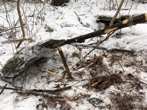 6 Types Of Primitive Traps For Food Survival Survival Life