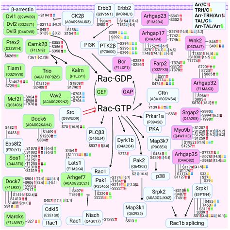 Alterations In Phosphorylation Of Phosphoproteins Involved In Rac